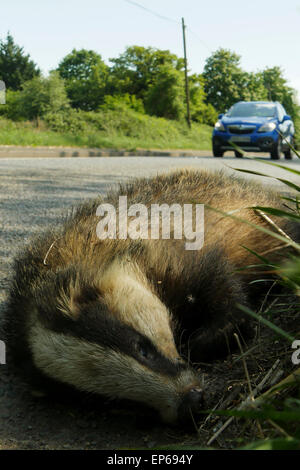 Dead Badger by roadside with blurred car Stock Photo - Alamy