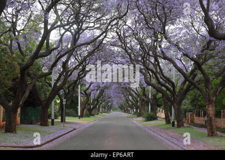 jacaranda trees in bloom in Pretoria, South Africa Stock Photo - Alamy
