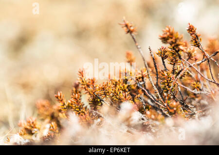 Red and brown shrubs in spring Stock Photo - Alamy