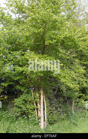 Young Elm tree in a English hedgerow, England, UK Stock Photo: 82518113 ...