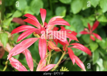 japanese peris Pieris japonica in west penwith cornwall Stock Photo - Alamy