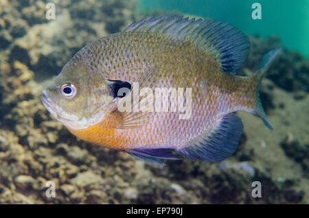 Bluegill fish with spawning colours Stock Photo - Alamy