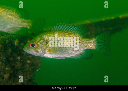 Rock Bass, Ambloplites rupestris swimming underwater Stock Photo - Alamy