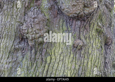 Oak tree bark Stock Photo - Alamy