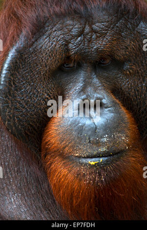 Large Orangutan with cheek pads Stock Photo - Alamy