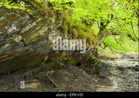 Tree growing on rocky cliffside in BC, Canada Stock Photo - Alamy