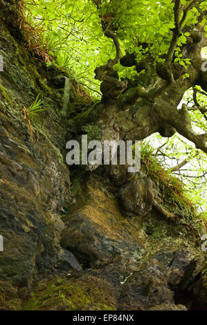 Tree roots growing through rock Stock Photo - Alamy