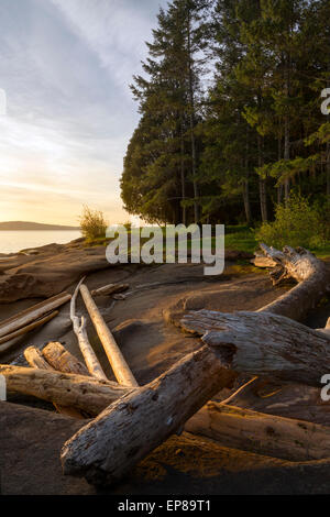 Sunrise and Driftwood Stock Photo - Alamy