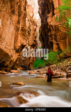 Zion Narrows water hike along Virgin River Stock Photo - Alamy