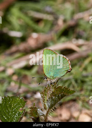 Green Hairstreak on bramble leaf. Fairmile Common, Esher, Surrey ...