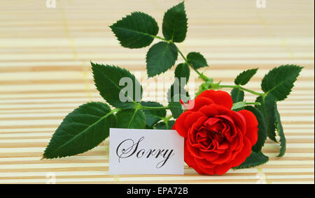 Sorry card with red rose Stock Photo - Alamy