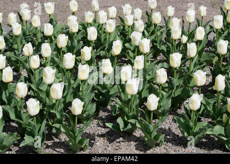 White tulips closeup on a sunny day of spring, Sweden in May Stock ...