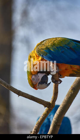Gold and blue Macaw Parrot looking intensely at camera Stock Photo - Alamy