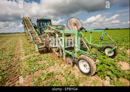 Cucumber harvesting; Preston, Maryland, United States of America Stock ...