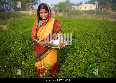 Woman picking vegetables; Kishoreganj, Bangladesh Stock Photo - Alamy