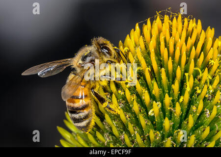 Honey bee, Buckfast bee (Apis mellifera) covered with pollen on a ...