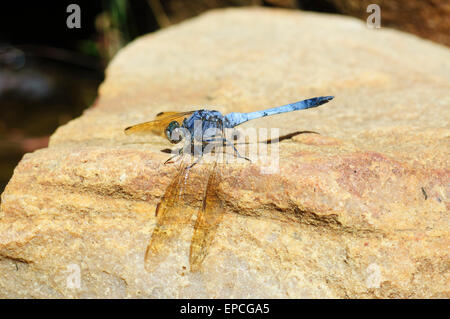 Blue Skimmer (Orthetrum caledonicum Stock Photo - Alamy