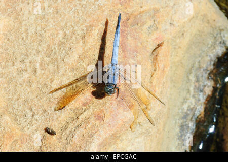 Blue Skimmer (Orthetrum caledonicum Stock Photo - Alamy