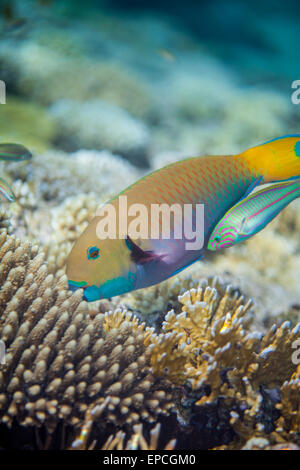 Egypt, Red Sea, a yellow parrotfish (Hipposcarus harid Stock Photo - Alamy