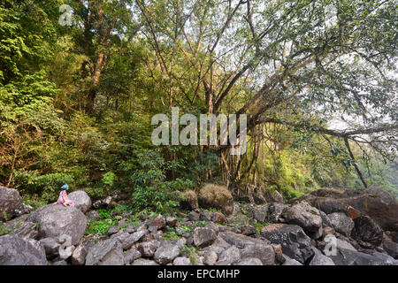 the sacred tree in the jungle. India. Goa Stock Photo - Alamy