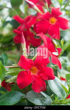 A closeup of blooming pink Petunia flowers in field Stock Photo - Alamy