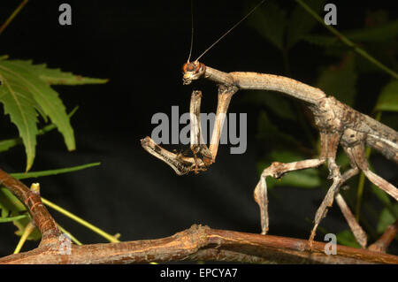 Brown stick insect from Tamil Nadu, South India Stock Photo - Alamy