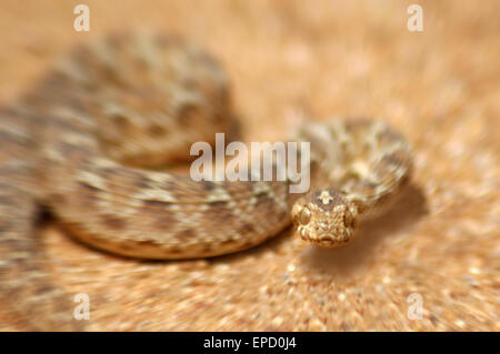 Indian Saw-scaled Viper (Echis carinatus Stock Photo - Alamy
