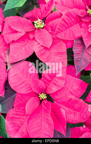 Christmas decorations on pink Stock Photo - Alamy