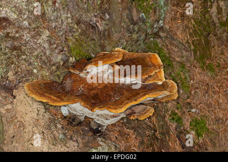 Circinatus Root Rot, Fichten-Filzporling, Fichten-Schillerporling ...