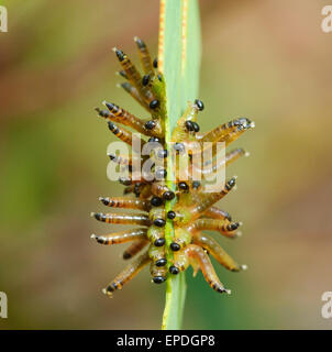 Spitfire Grubs (Pergidae, Symphyta), Lane Cove, New South Wales ...