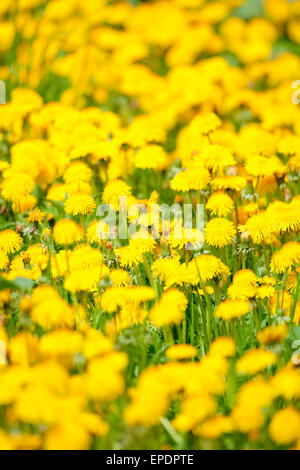 a field with yellow blooming dandelions in the spring season, a field ...