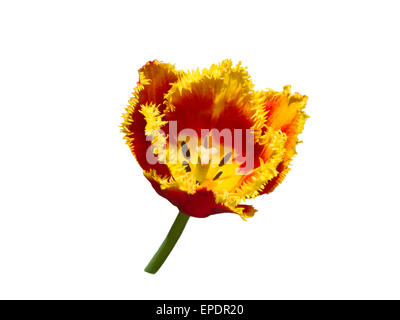 Fringed Tulip Fabio Stock Photo - Alamy
