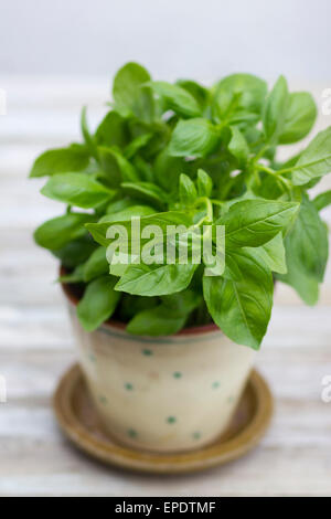 Sweet, savory, Genovese basil growing organically in a raised bed ...