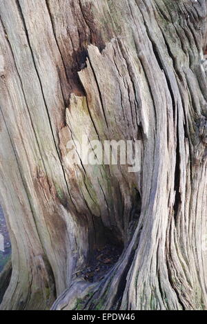 Wood grain of a decaying tree stump is split, with detritus visible in ...