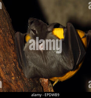 Egyptian Fruit Bat (Rousettus aegyptiacus) flying, Michigan Stock Photo ...