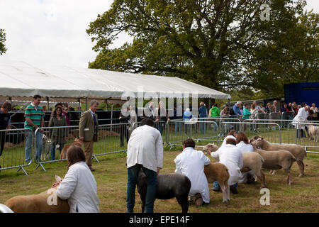 A judge with a line of sheep at the Hadleigh Show in 2015 Stock Photo ...
