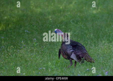 Eastern wild Turkey gobbling Stock Photo - Alamy