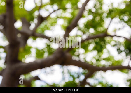 Bokeh blur from natural tree For texture background Stock Photo - Alamy
