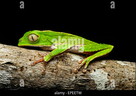 Slender-legged tree frog (Osteocephalus yasuni). This species of frog ...
