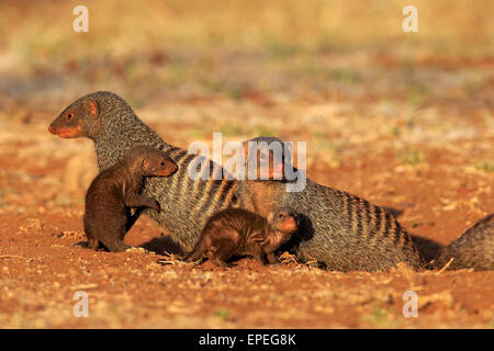 Banded Mongoose (Mungos mungo), mongoose family with pups, at the den ...