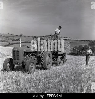 Historical picture from 1950s of a mowed hay field with large cone ...