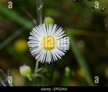 Prairie Fleabane, Erigeron strigosus Stock Photo - Alamy