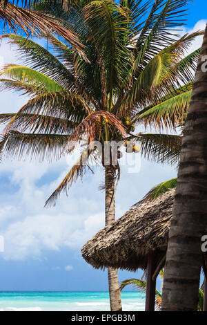 Coconuts on a palm tree in the lagoon Huahine, French Polynesia. Close ...