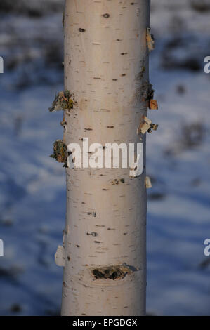 Chinese White Birch Tree - Betula albosinensis Fascination Stock Photo ...