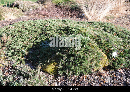 Creeping juniper (Juniperus horizontalis 'Wiltonii'), Cambridge ...
