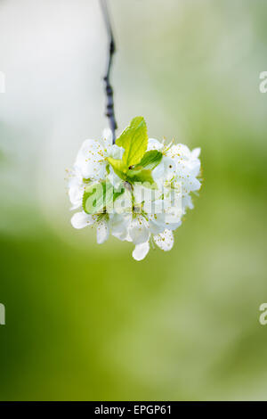 Blooming apple tree close-up Stock Photo - Alamy