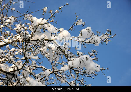 The cornel fruit Stock Photo - Alamy