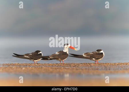Indian Skimmer or Rynchops albicollis at Satkosia Gorge, Odisha Stock ...