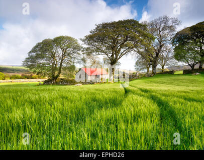 Fields of barley ripening, barn in distance, Maryland Eastern Shore ...