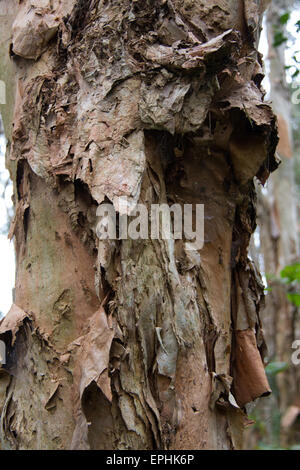 Paper bark tree in Sydney Australian Park Stock Photo - Alamy